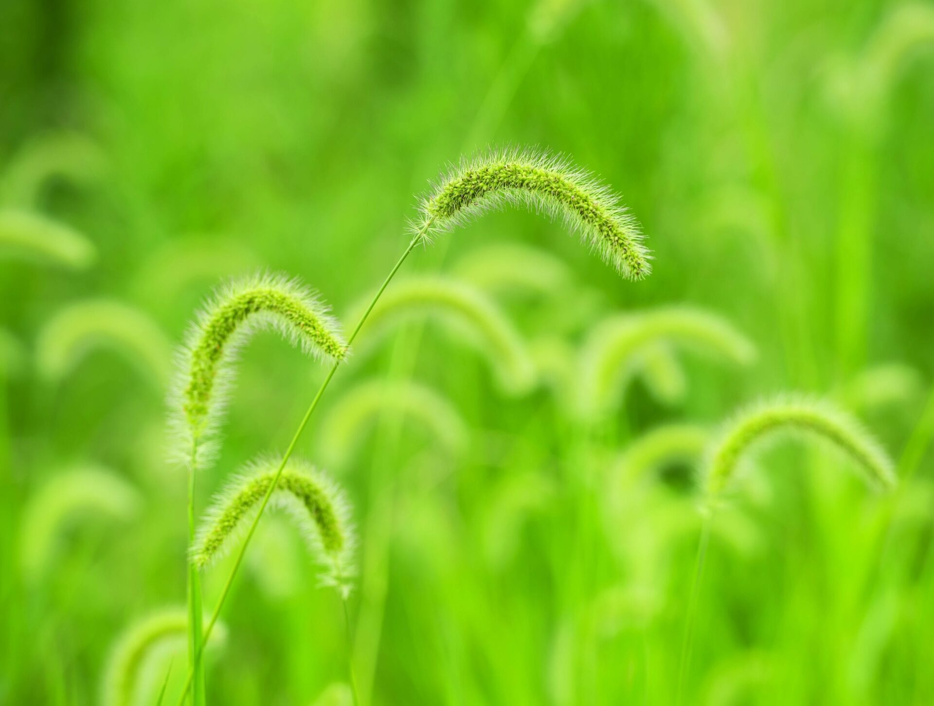How To Tell Foxtail From Timothy & Control It - Equine Monthly