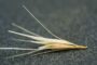 How To Tell Foxtail From Timothy & Control It - Equine Monthly