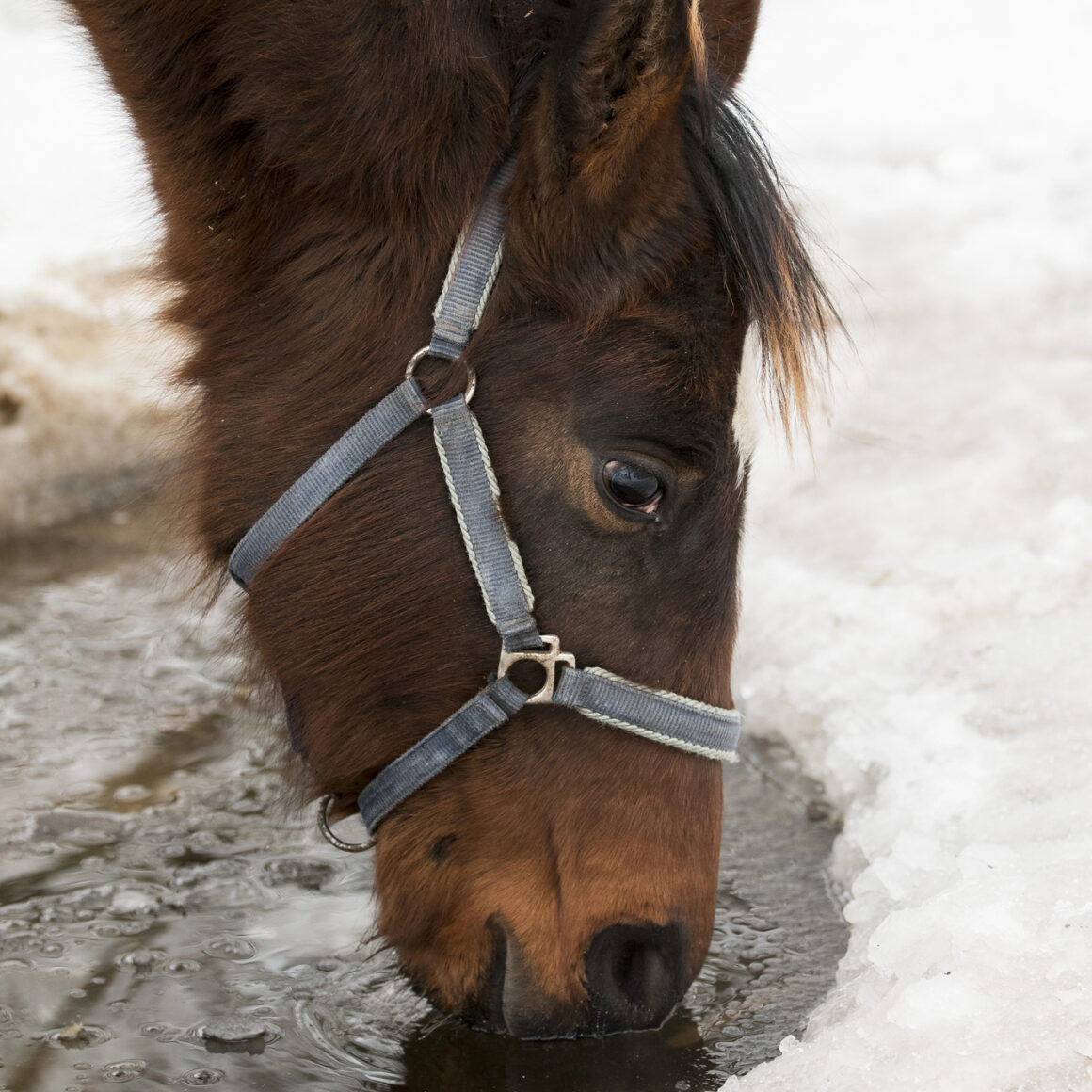 How To Tell Foxtail From Timothy & Control It - Equine Monthly