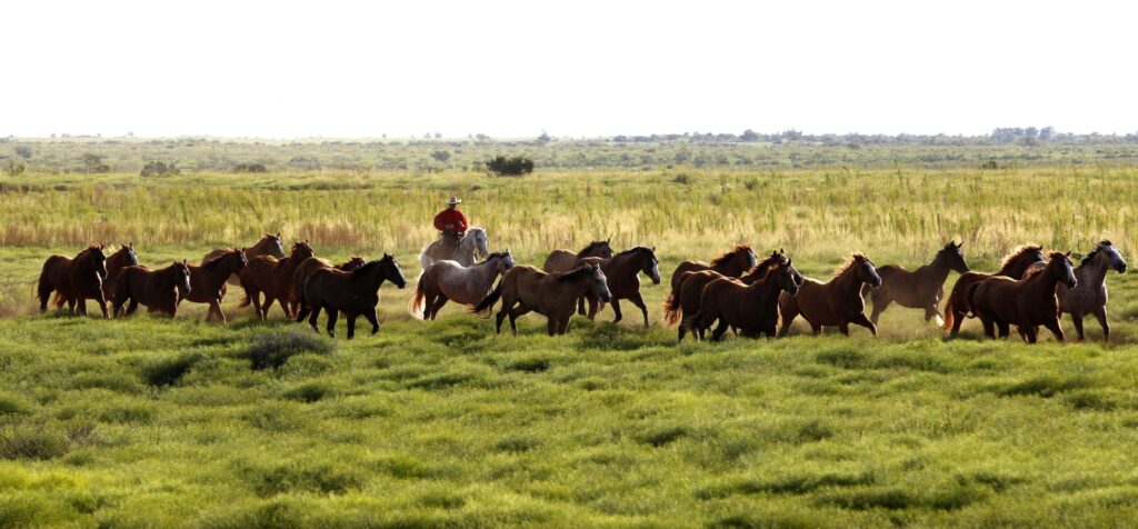 How To Tell Foxtail From Timothy & Control It – Equine Monthly